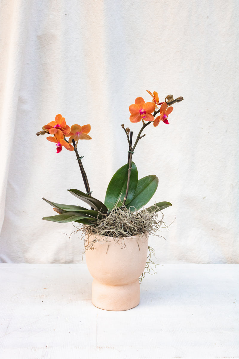 Matero Copa de Barro – Casa Flora Vivarium