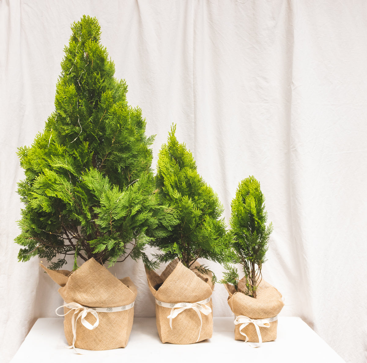 Pino Libro Mediano – Casa Flora Vivarium