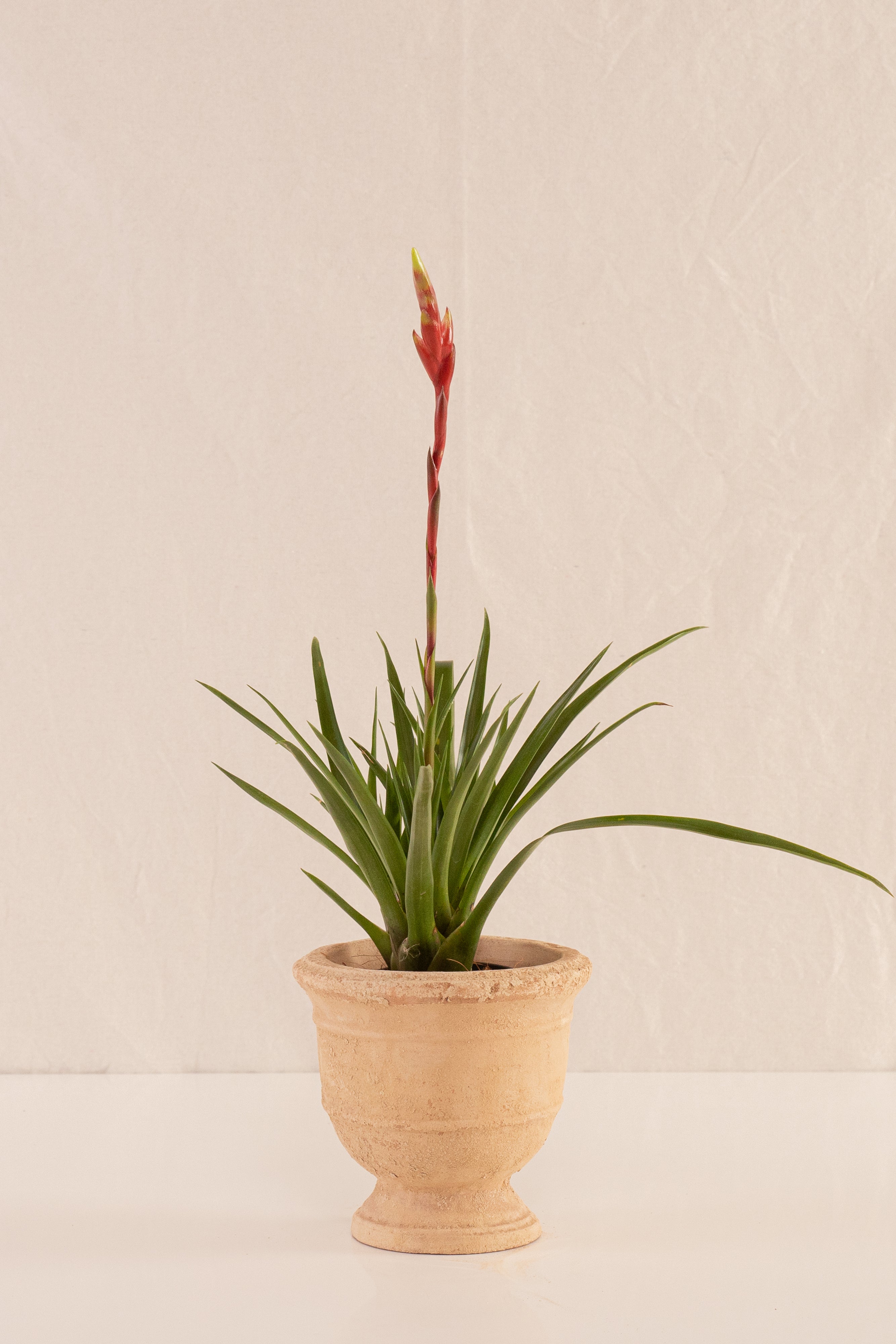 Copa de Concreto con Acabado de Barro 12cms de Diámetro – Casa Flora ...