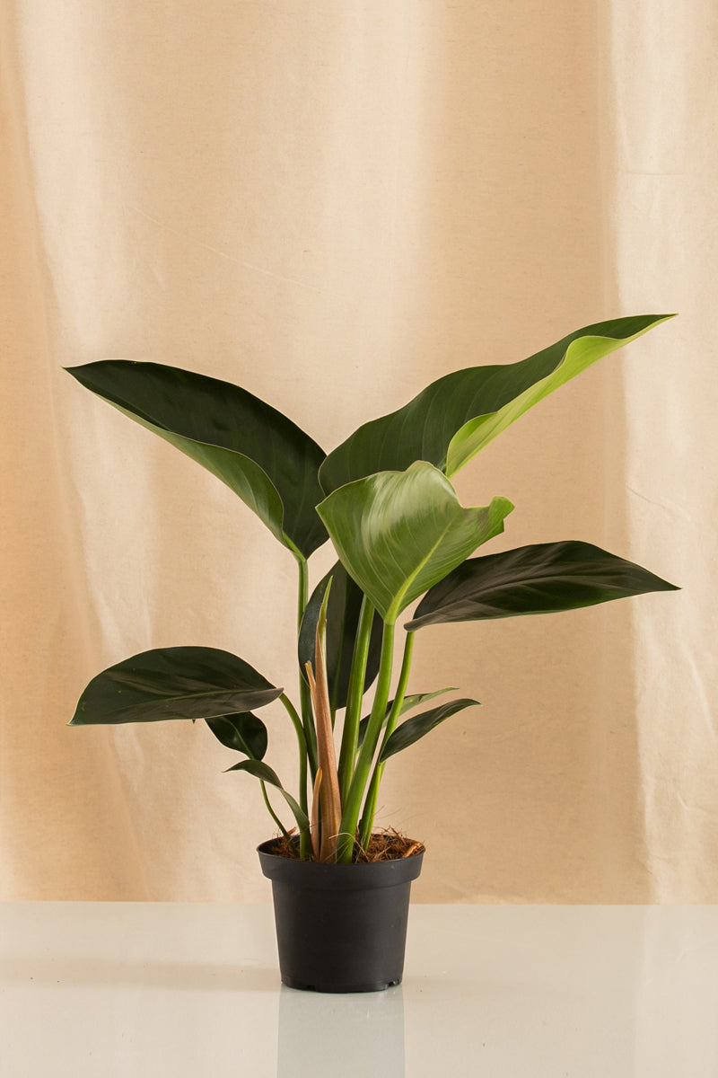 Congo Verde – Casa Flora Vivarium