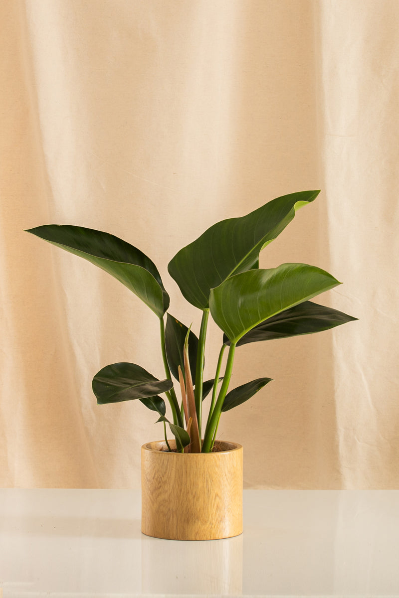 Congo Verde – Casa Flora Vivarium